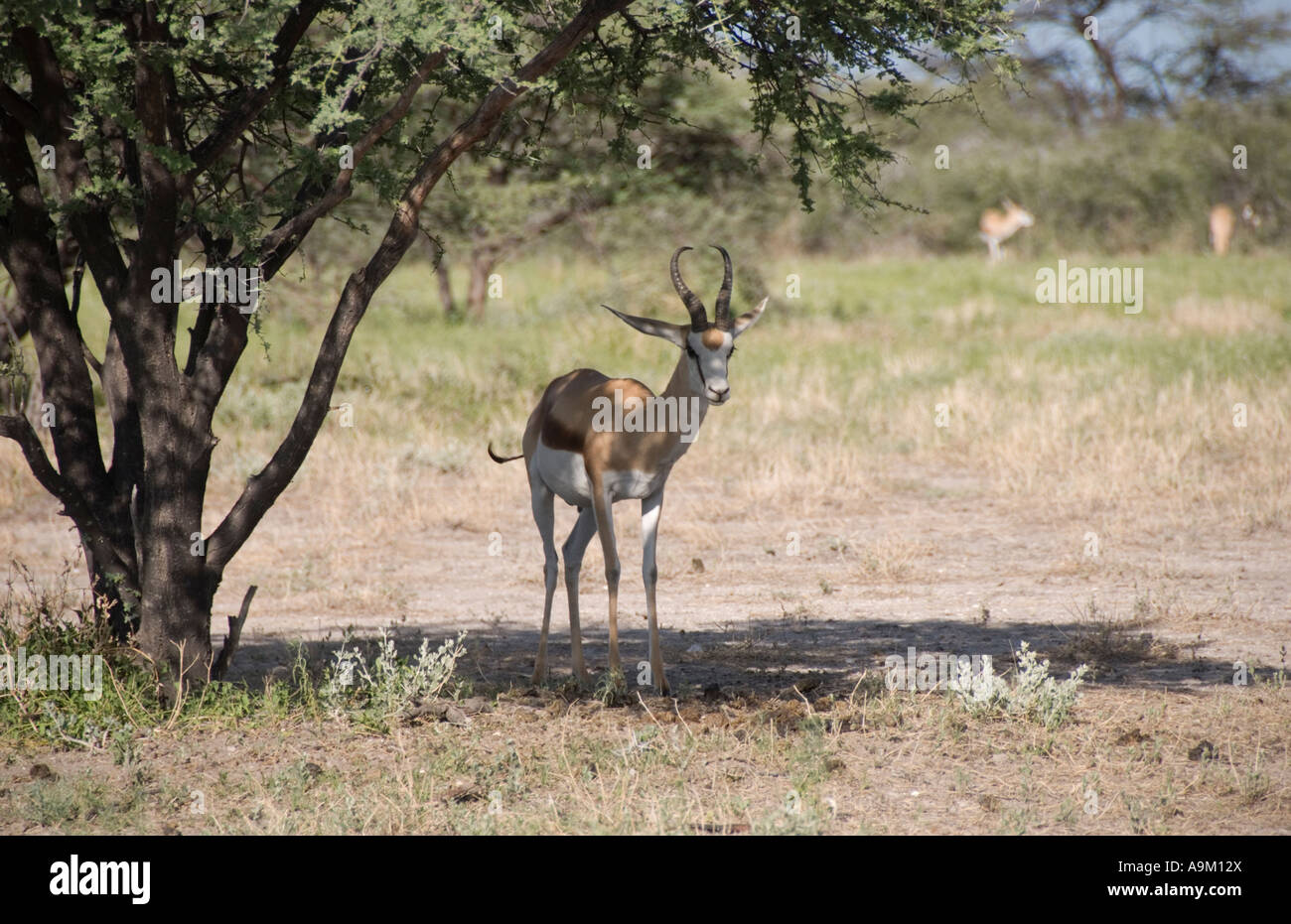 Springbok with young hi-res stock photography and images - Alamy