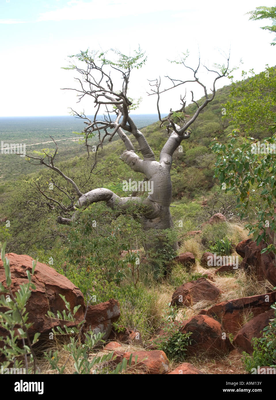 Ghost tree, Namibia Stock Photo - Alamy