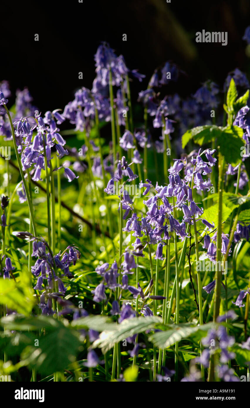 Kent bluebell woods in spring time Stock Photo - Alamy