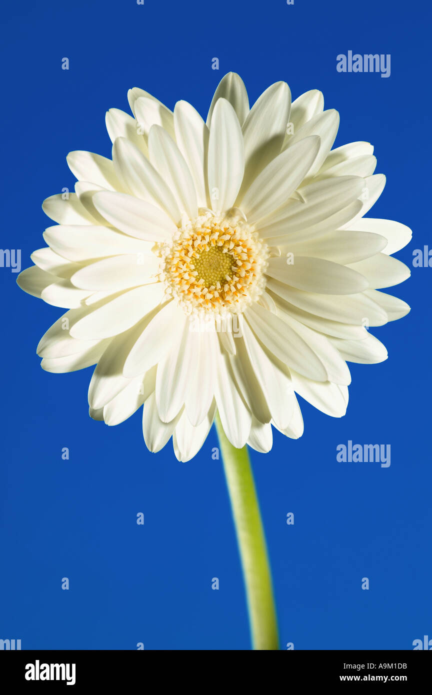 Traugott gerber hi-res stock photography and images - Alamy