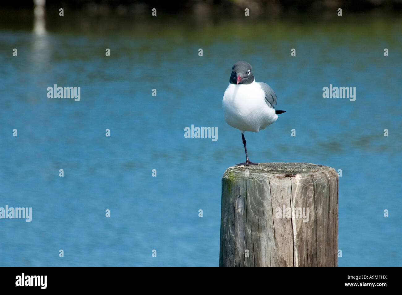 Common Turn standing on one leg Stock Photo - Alamy