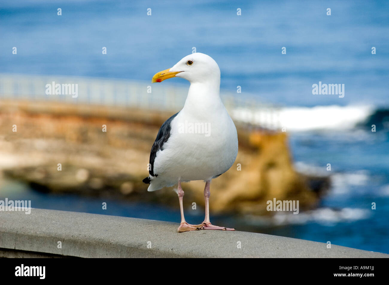 Seagull, La Jolla, ,California Stock Photo - Alamy