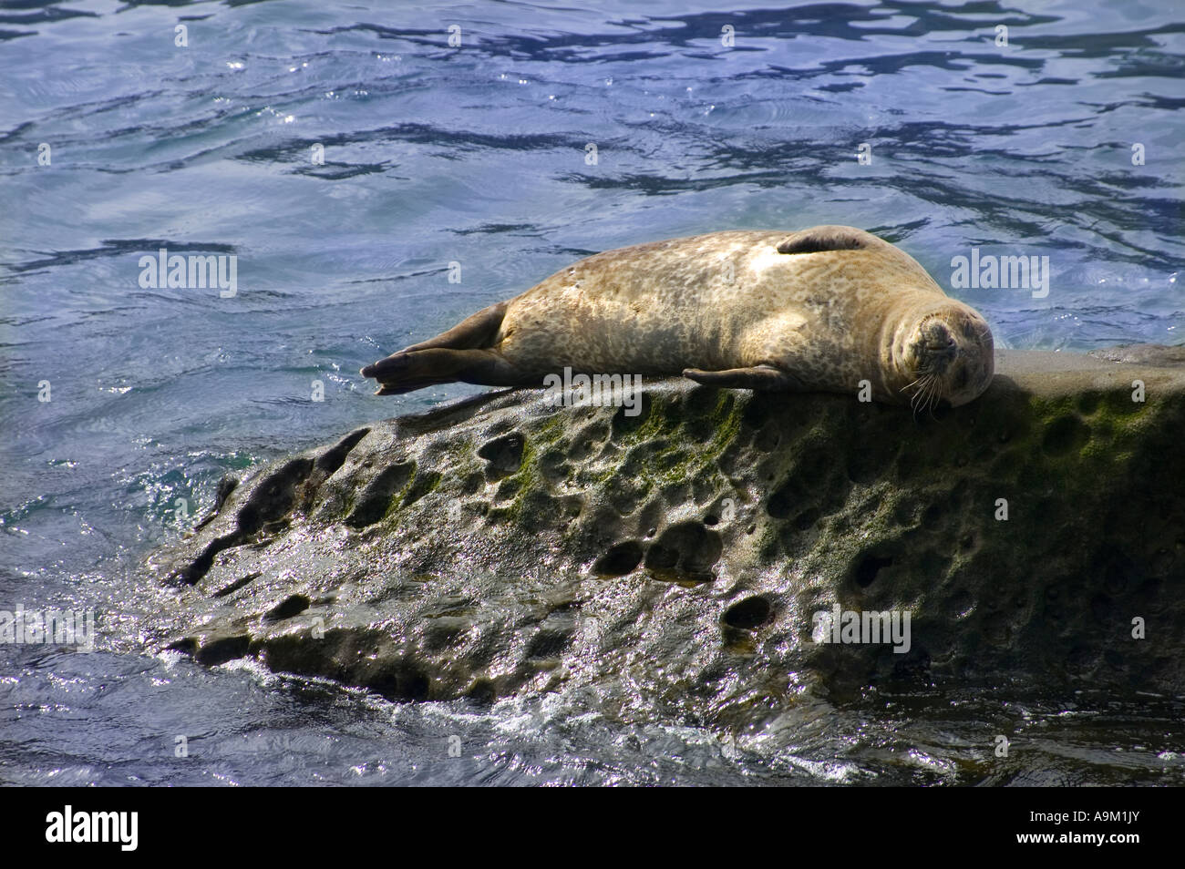 Harbor seal hi-res stock photography and images - Alamy