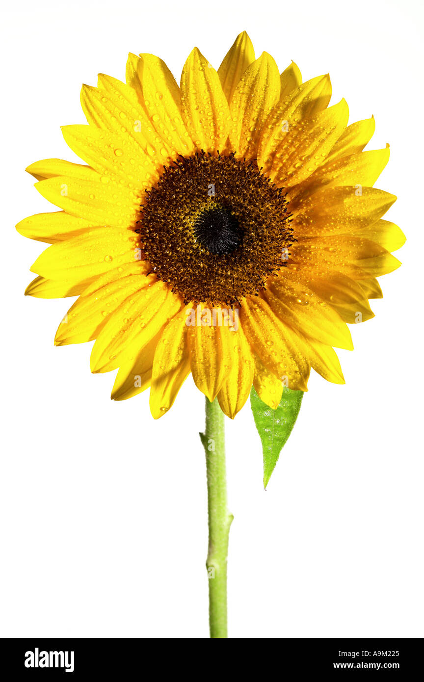 Tallest sunflower hi-res stock photography and images - Alamy
