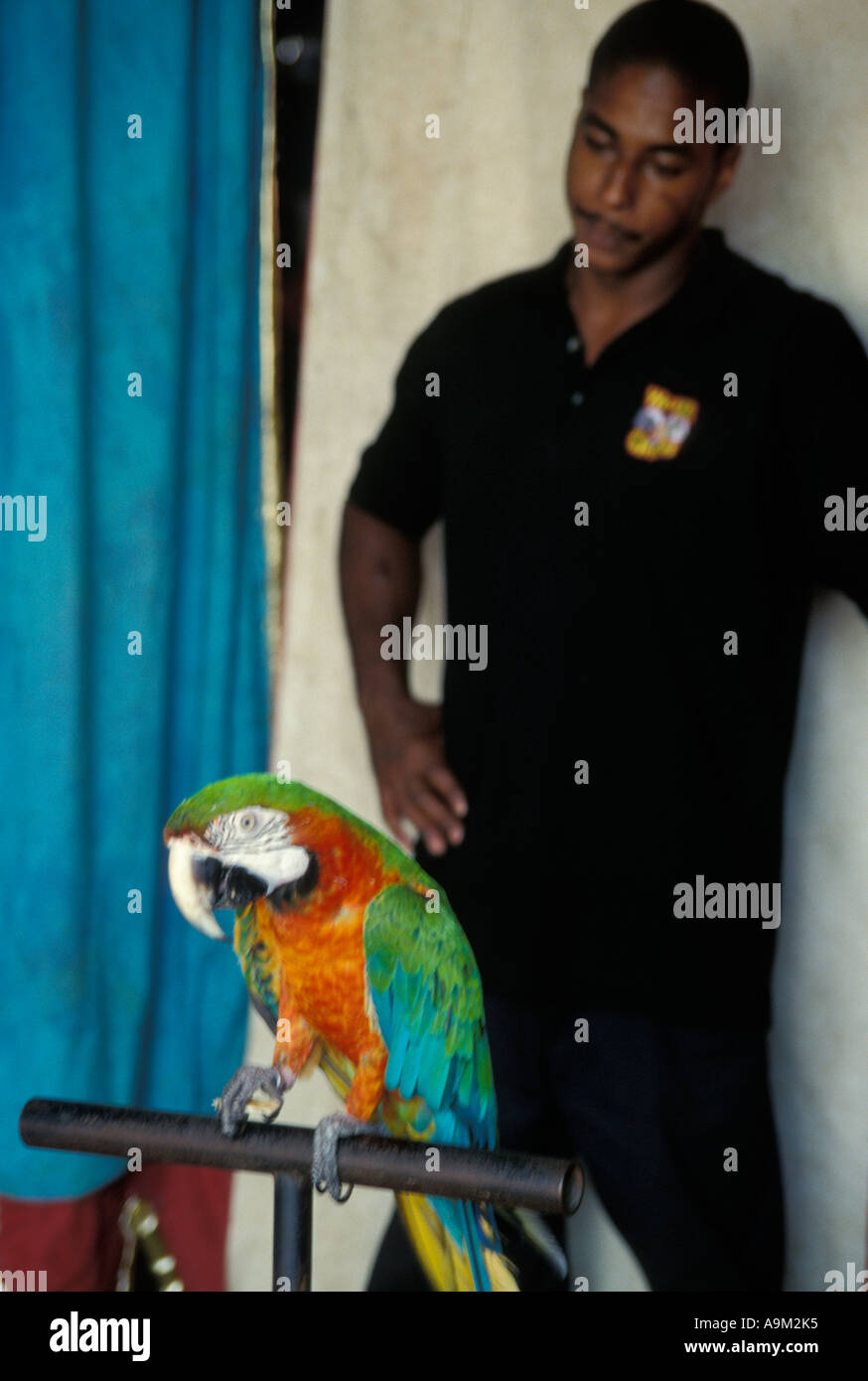 Walker Bros. Brothers Circus roustabout performing parrot Stock Photo ...
