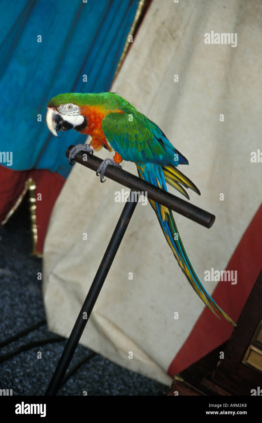 Walker Bros. Brothers Circus performing parrot Stock Photo - Alamy