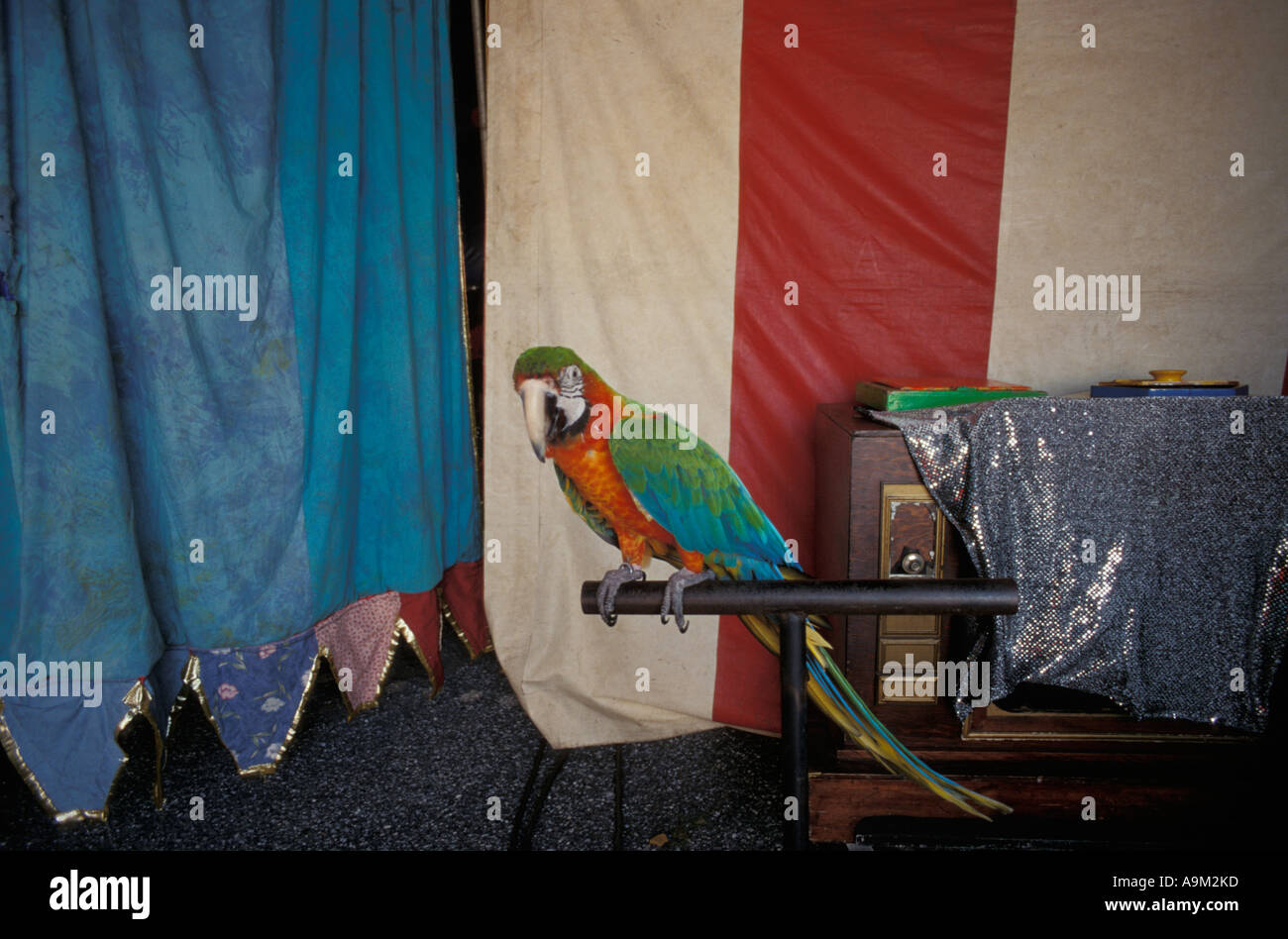 Walker Bros. Brothers Circus performing parrot Stock Photo - Alamy