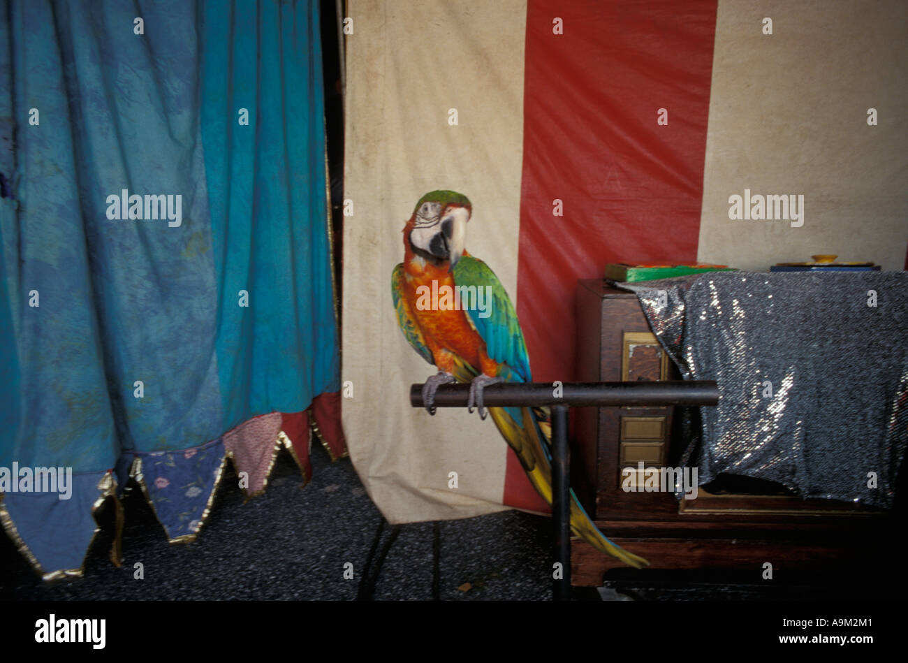 Walker Bros. Brothers Circus parrot Stock Photo - Alamy