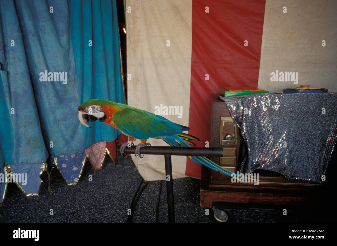 Walker Bros. Brothers Circus parrot Stock Photo - Alamy
