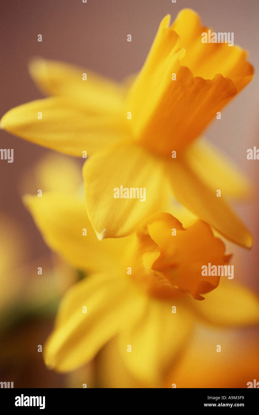 Two yellow daffodils close hi-res stock photography and images - Alamy