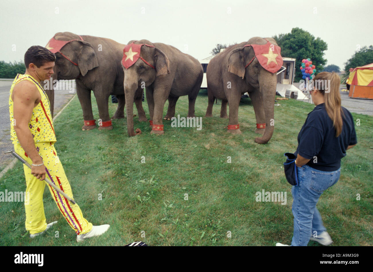 Walker Bros. Brothers Circus asian elephant pachyderm Stock Photo - Alamy
