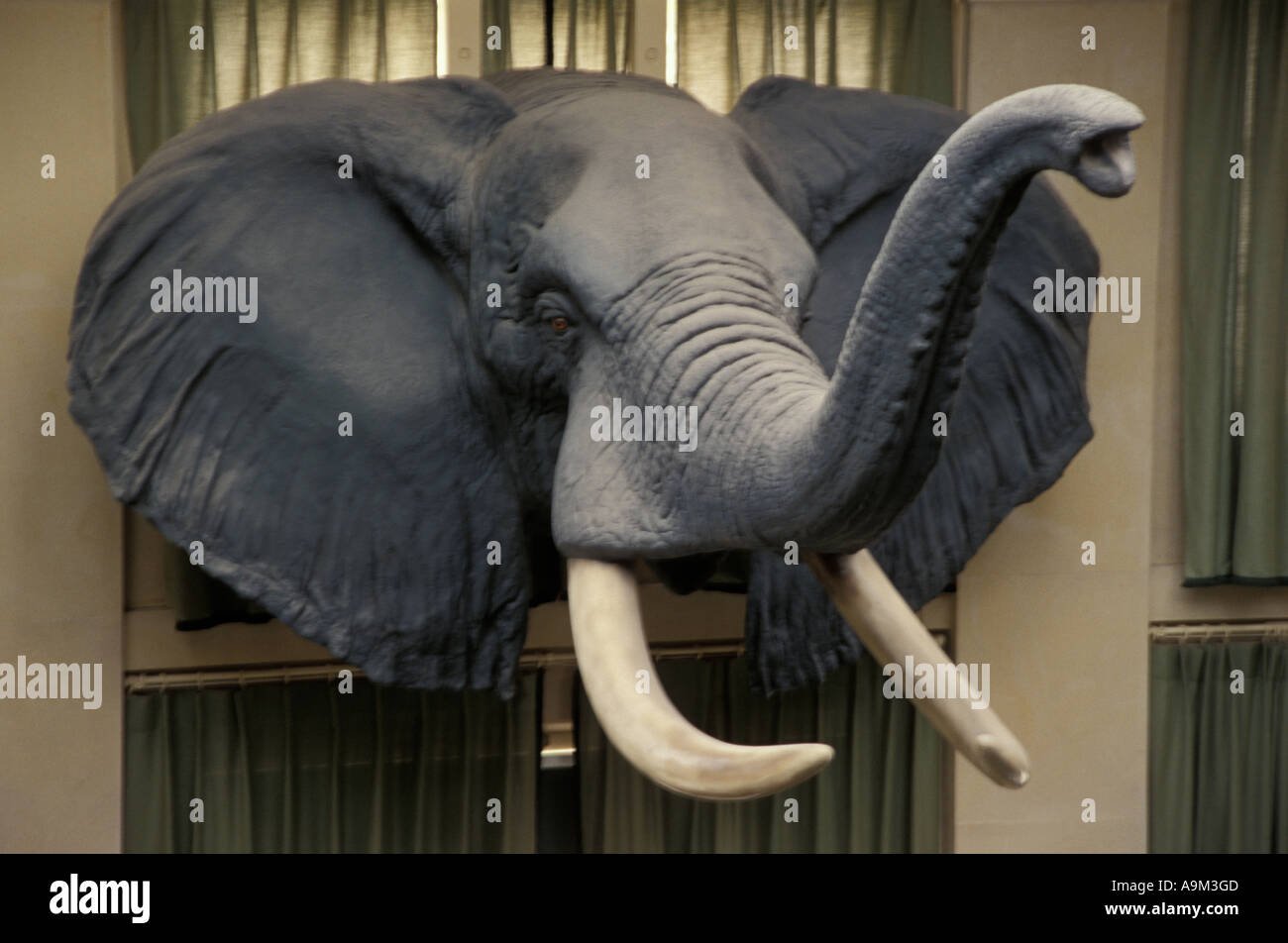 african elephant head wall mounted trophy George Eastman House ...