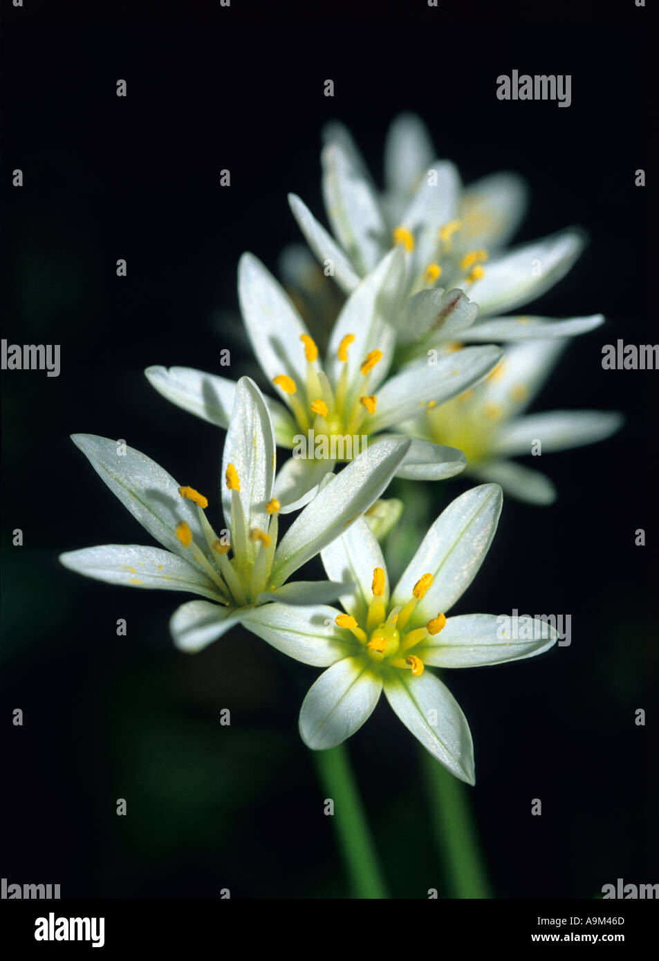 Rainlily Crow Poison Nothoscordum bivalve Stock Photo - Alamy