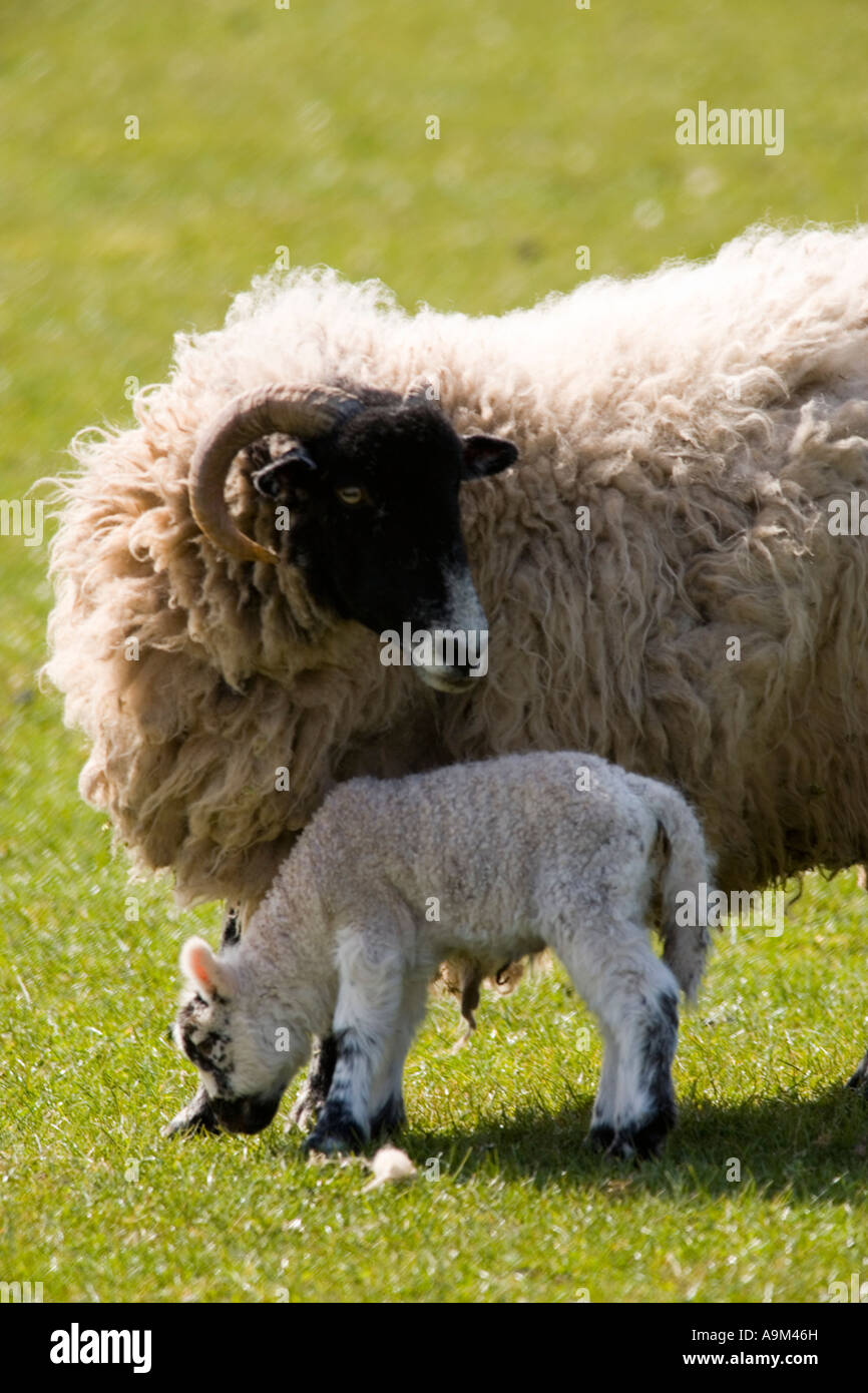 sheep and lamb Stock Photo - Alamy