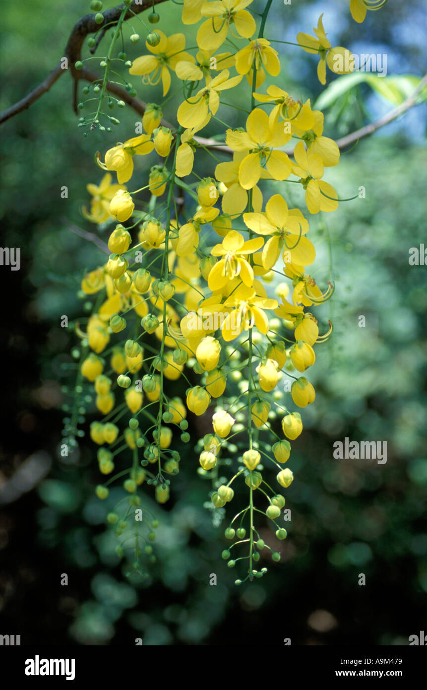 Closeup of Cassia fistula flower Stock Photo - Alamy