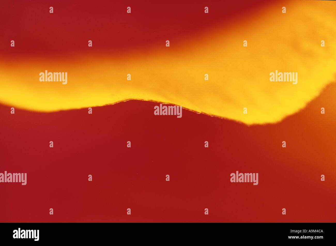 Tulip petal edge abstract red glowing orange hot smooth curve Stock ...