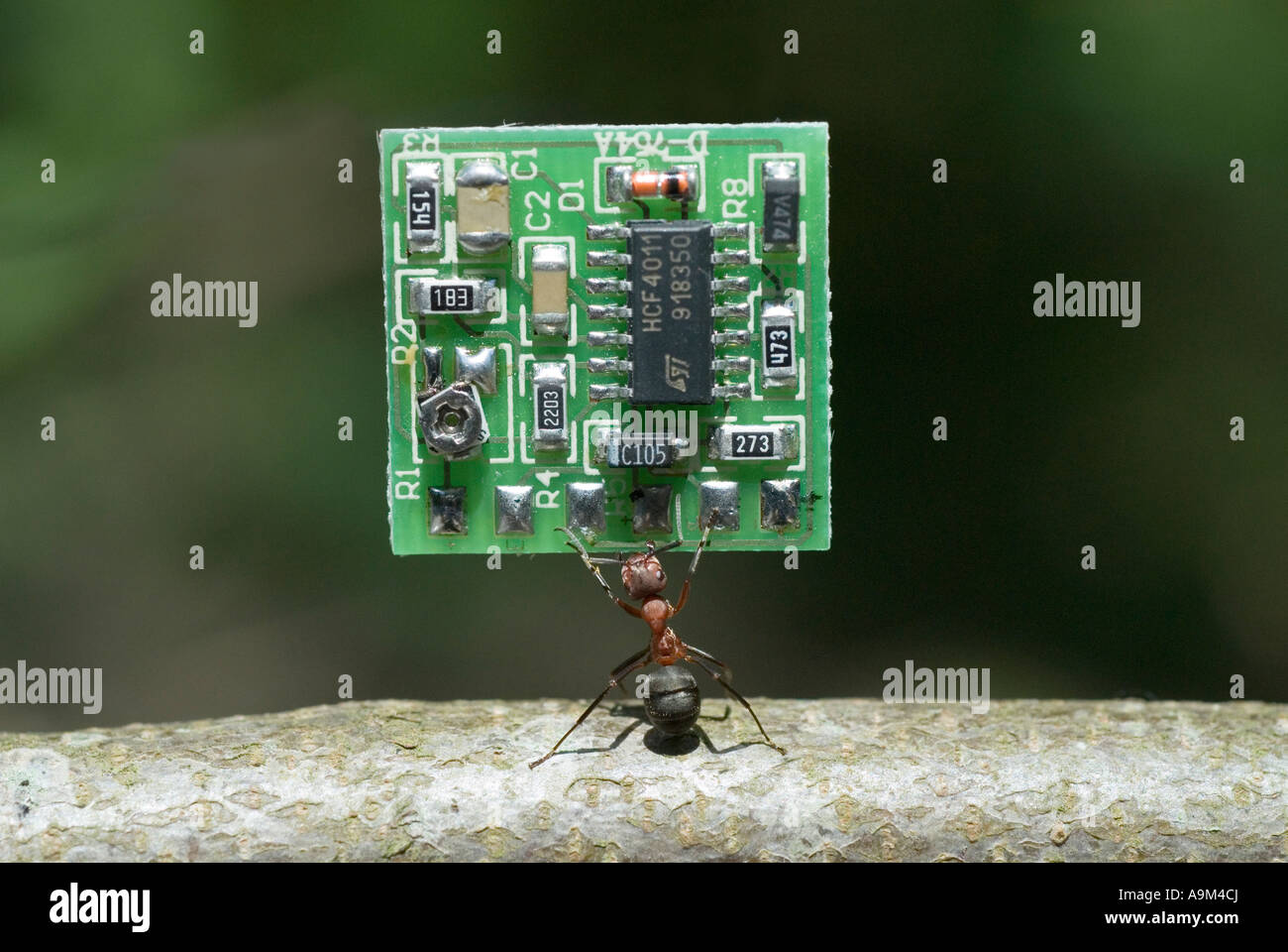 Carrying a heavy load ant hi-res stock photography and images - Alamy