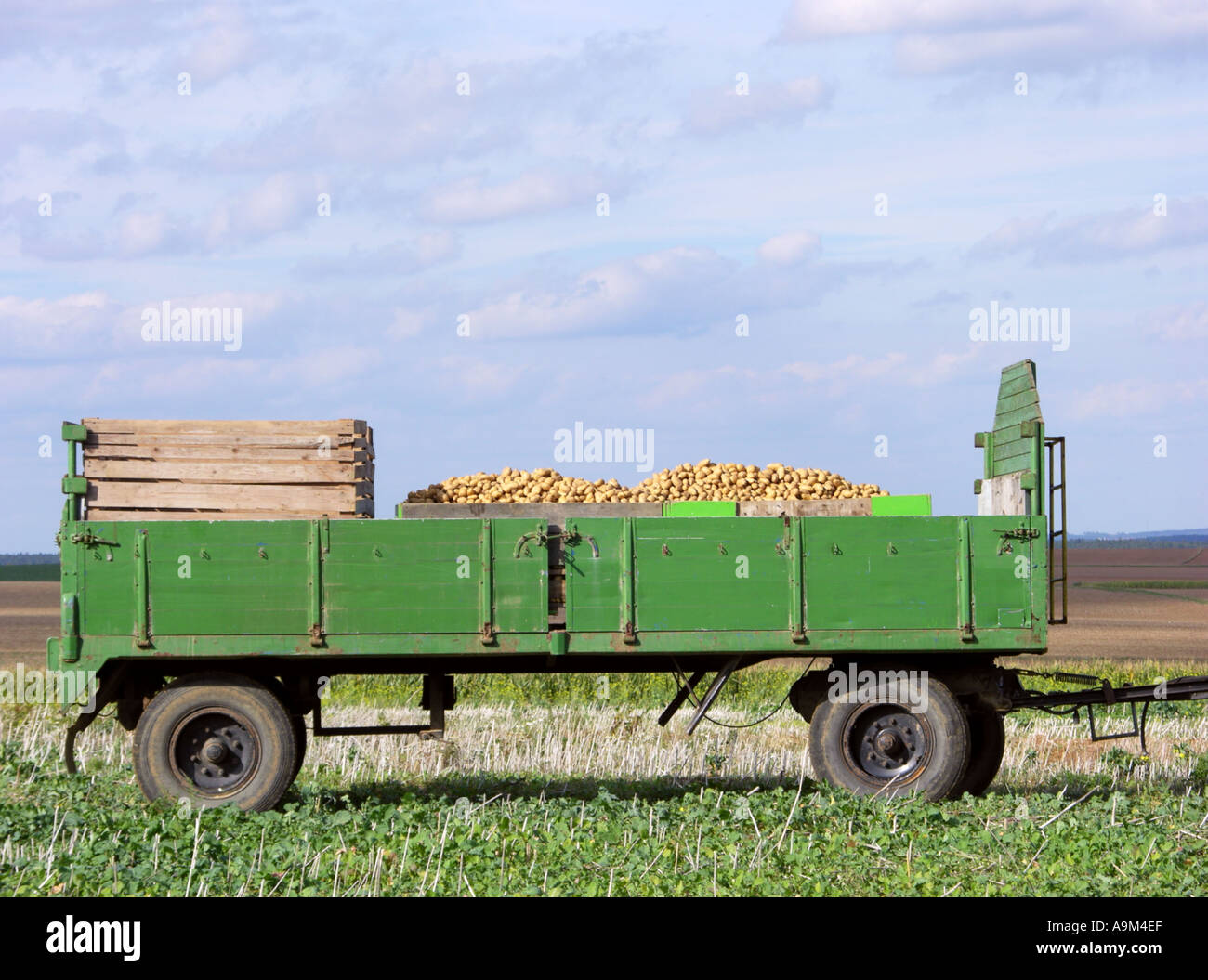 harvest harvesting the potatoes potato vehicle Stock Photo - Alamy