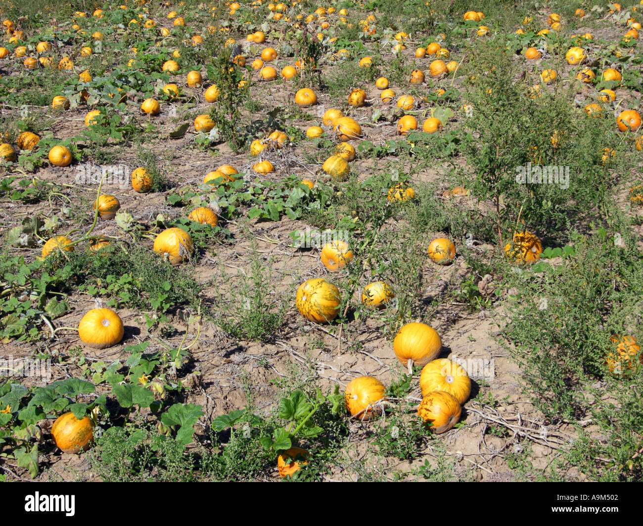 pumpkin gourd squash field Stock Photo - Alamy