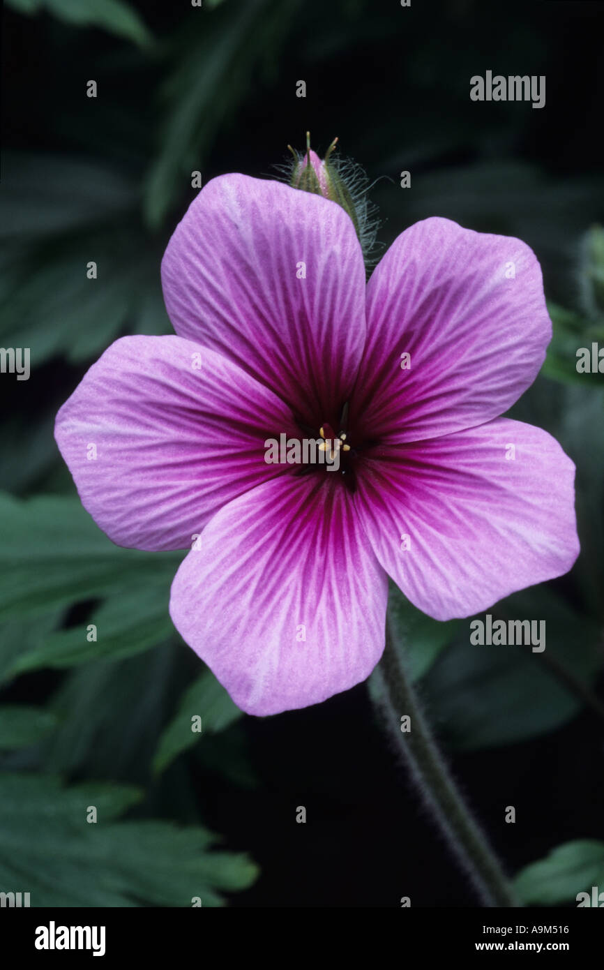 Giant geranium at the Welsh Botanic Gardens Geranium maderense native ...