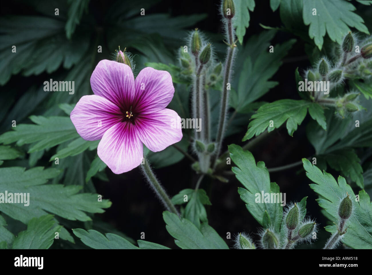 Giant geranium at the Welsh Botanic Gardens Geranium maderense native ...