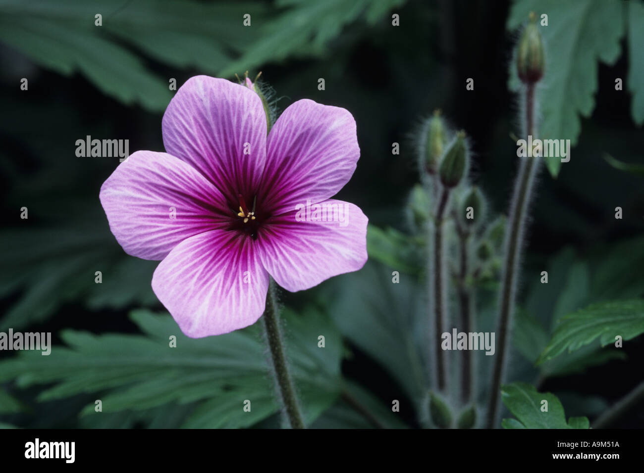 Geranium maderense canary hi-res stock photography and images - Alamy