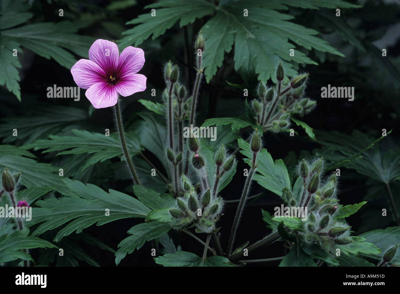 Giant geranium at the Welsh Botanic Gardens Geranium maderense native ...
