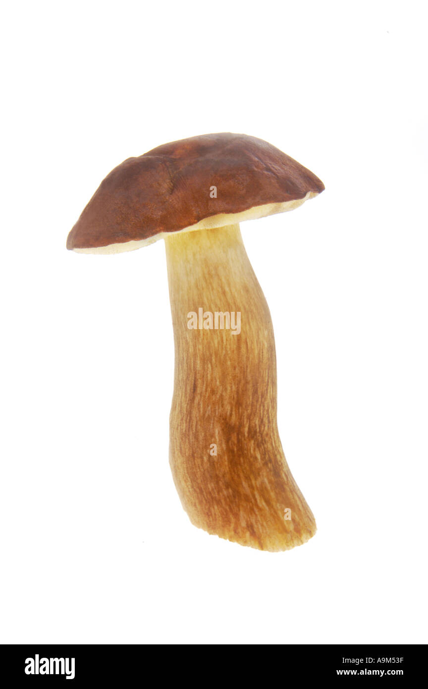 wild Mushroom Bay Bolete Xerocomus badius Basidiomycota Basidiomycetes ...