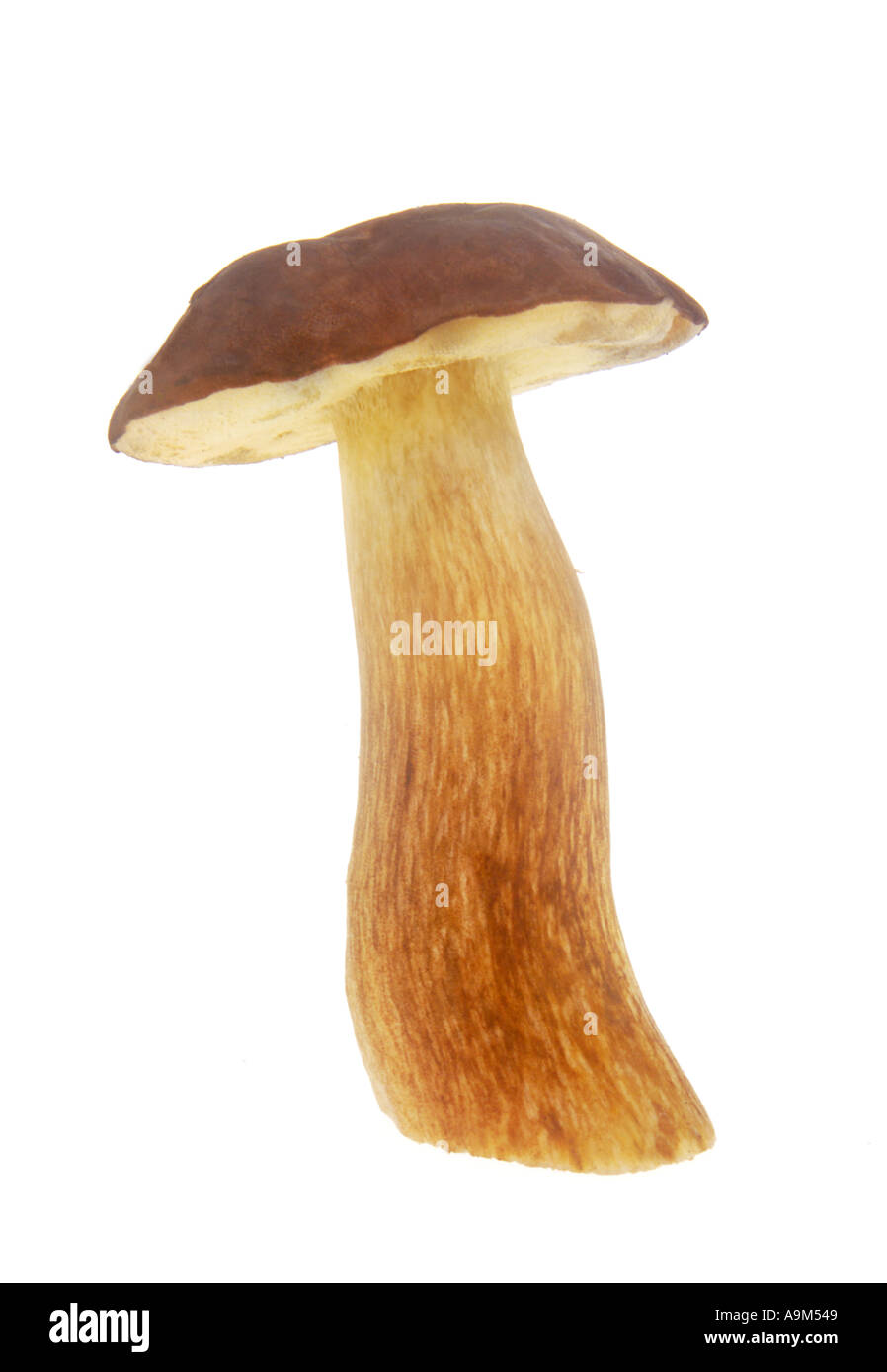 Elliptical spores hi-res stock photography and images - Alamy