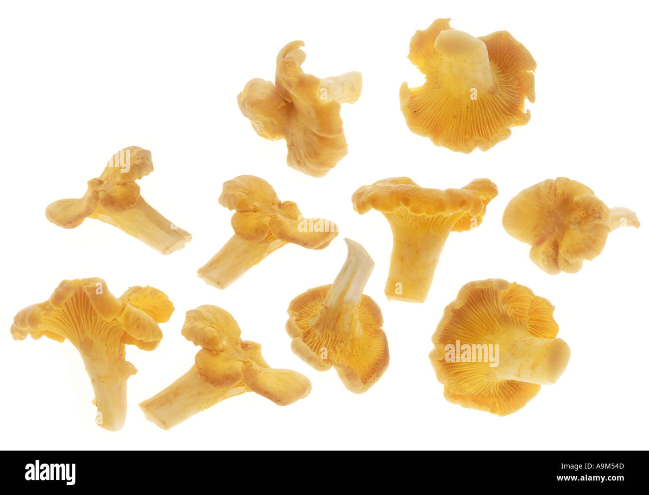 Elliptical spores hi-res stock photography and images - Alamy