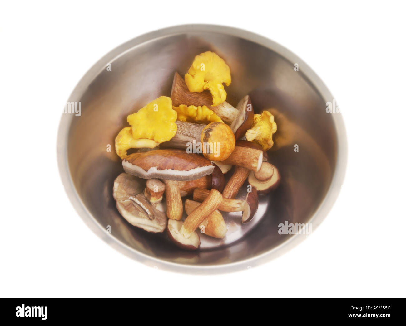 Elliptical spores hi-res stock photography and images - Alamy