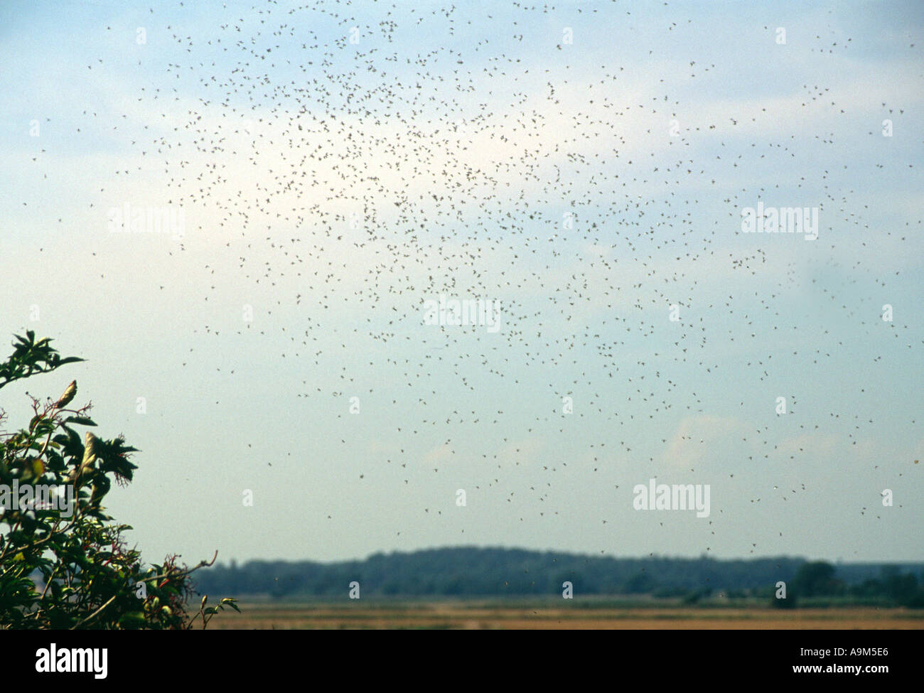 Cloud of flying insects Stock Photo - Alamy