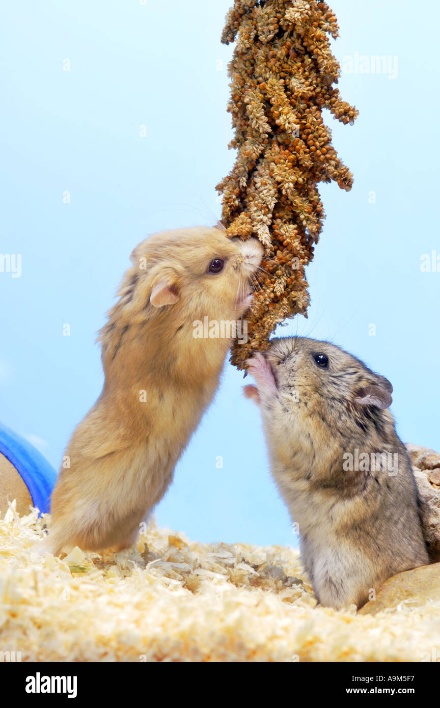 CAMPBELLS HAMSTER stretches for some corns millet grains Stock Photo ...