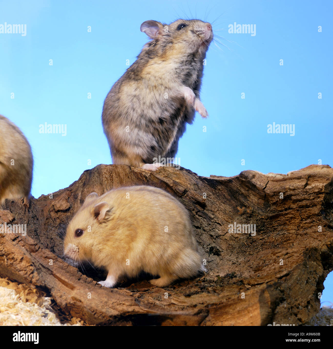 Minihamster hi-res stock photography and images - Alamy