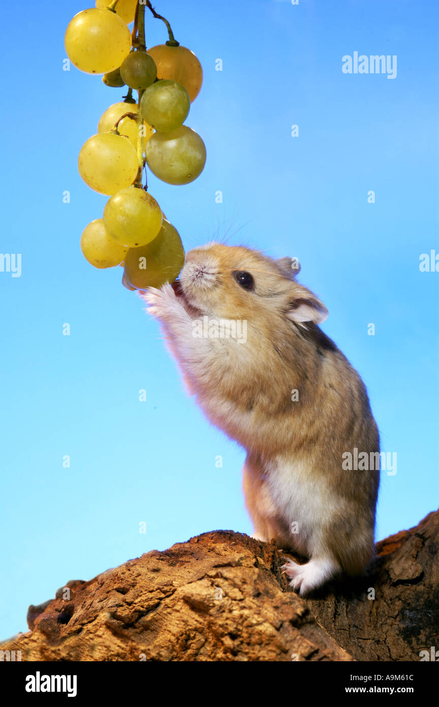 CAMPBELLS HAMSTER tries to reach the grapes fruits Stock Photo - Alamy