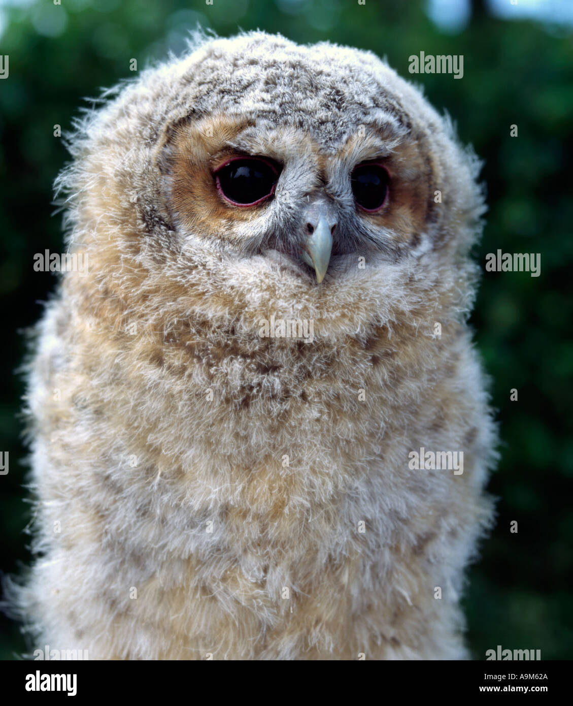 Tawny owl eyes head hi-res stock photography and images - Alamy