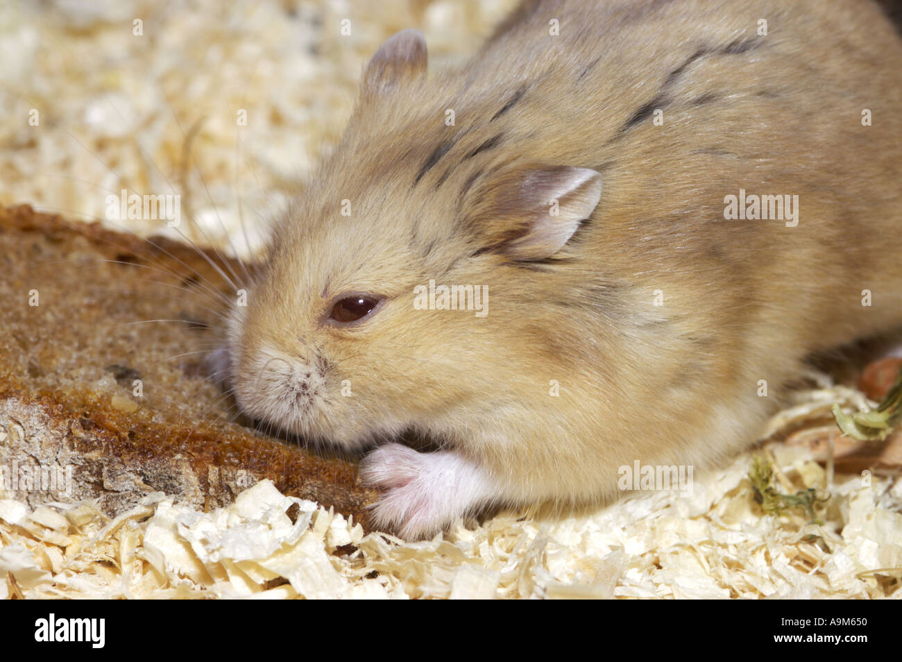 CAMPBELLS HAMSTERs stuff the grains into the hamster cheeks Stock Photo ...