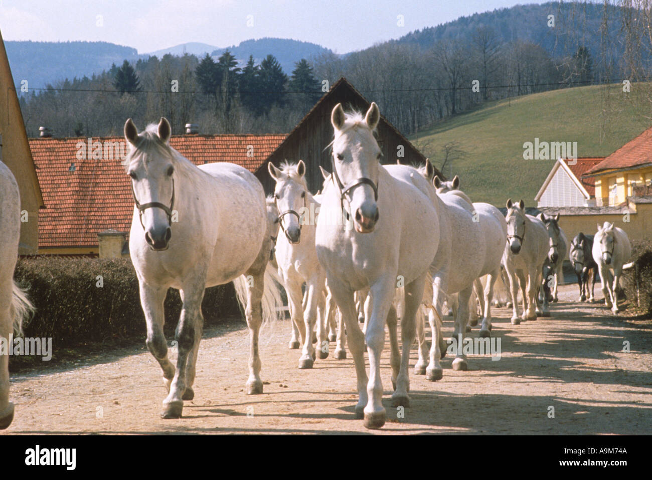 Lipizzaner Horses Austrian Federal Stud Piber Austria Europe SB Stock ...