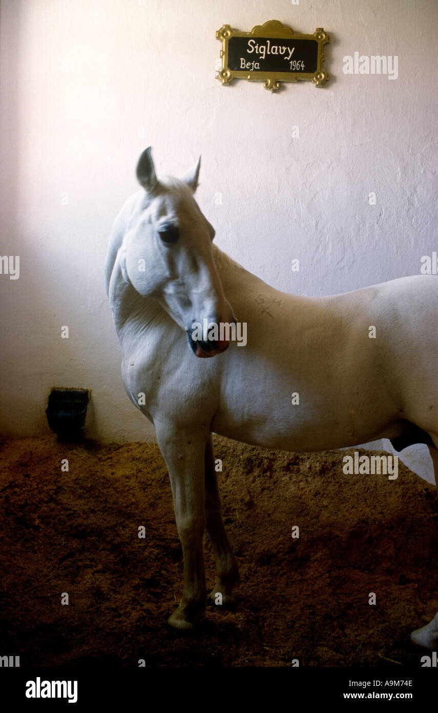 Lipizzaner Horses Austrian Federal Stud Piber Austria Europe SB Stock ...