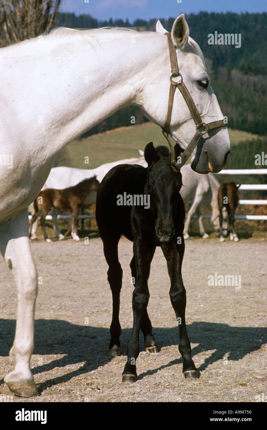 Lipizzaner Horses Austrian Federal Stud Piber Austria Europe SB Stock ...