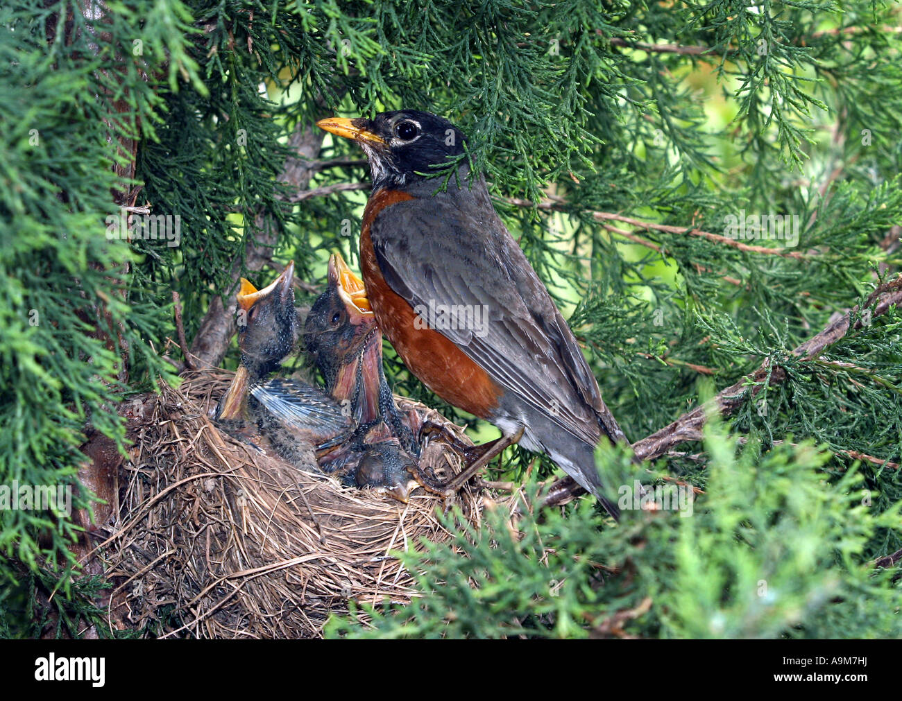 Mother robin hi-res stock photography and images - Alamy