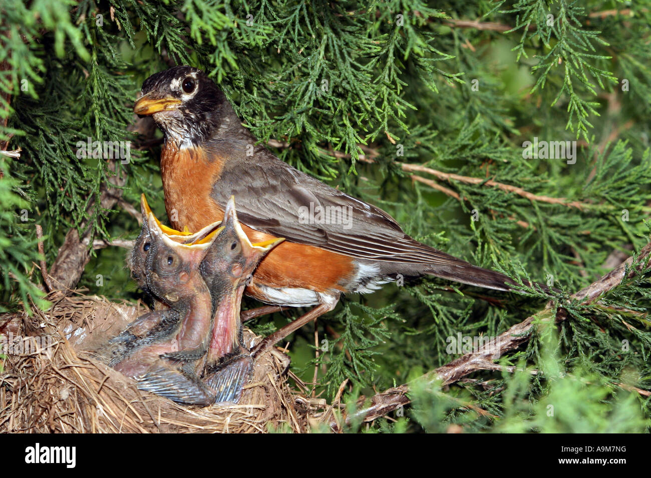 Mother robin hi-res stock photography and images - Alamy