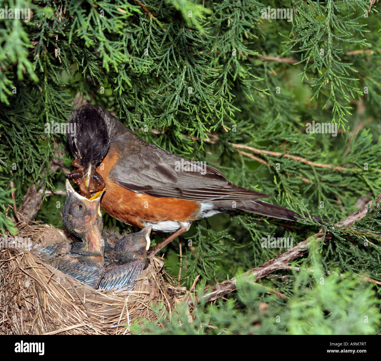 American robin feeding chicks hi-res stock photography and images - Alamy
