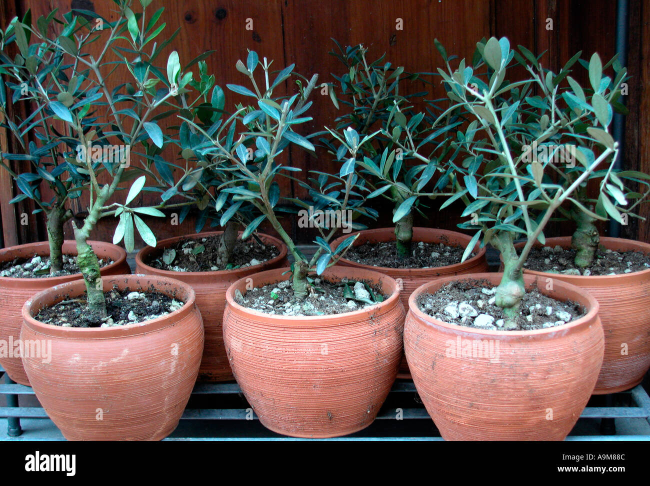 Olive tree pots hi-res stock photography and images - Alamy