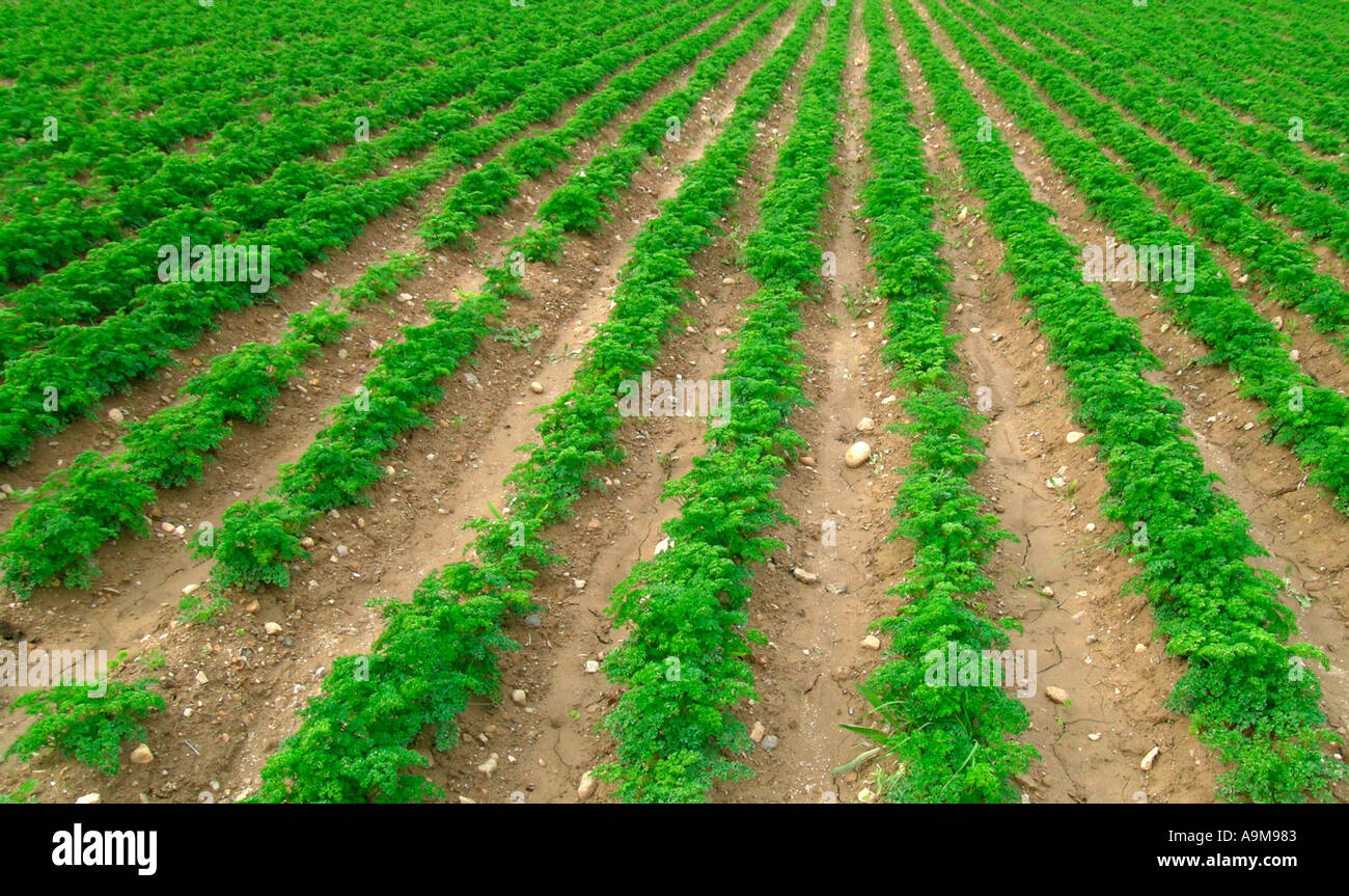Mass production of plants hi-res stock photography and images - Alamy