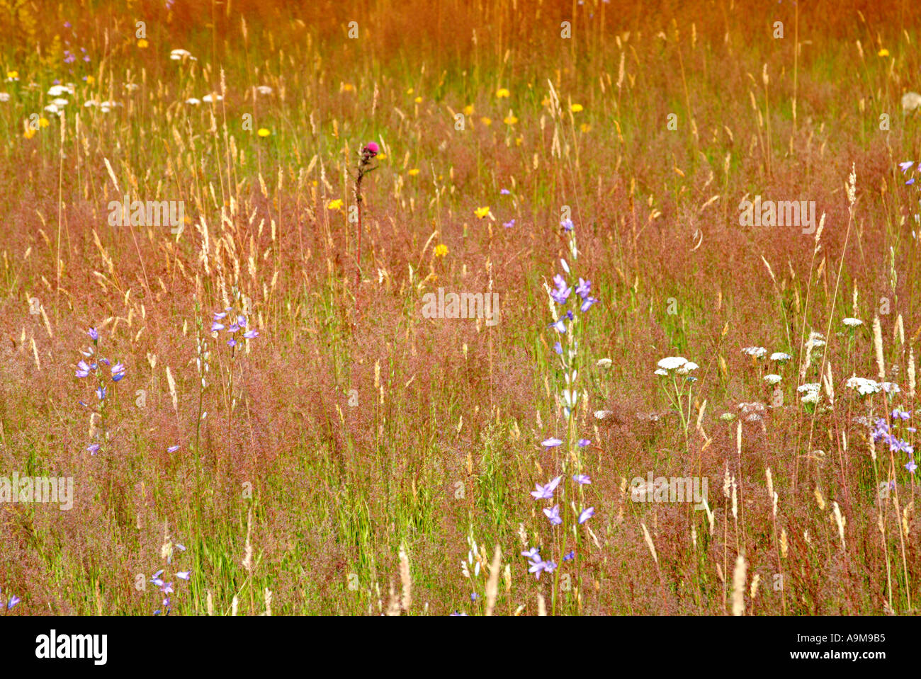 meadow with flowers and grass Stock Photo - Alamy