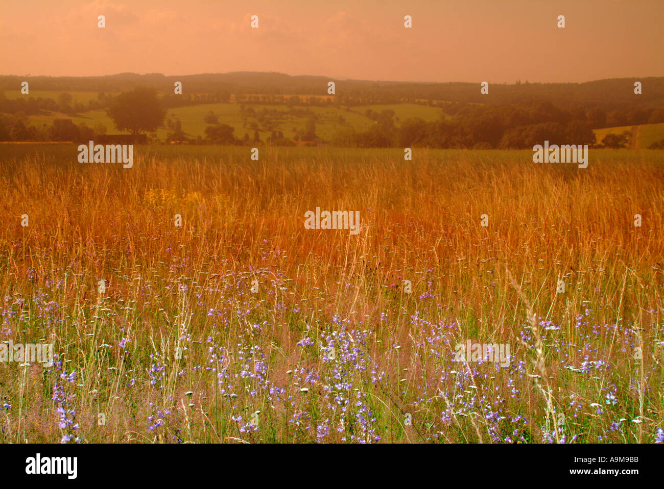 landscape with meadow with flowers and grass Stock Photo - Alamy