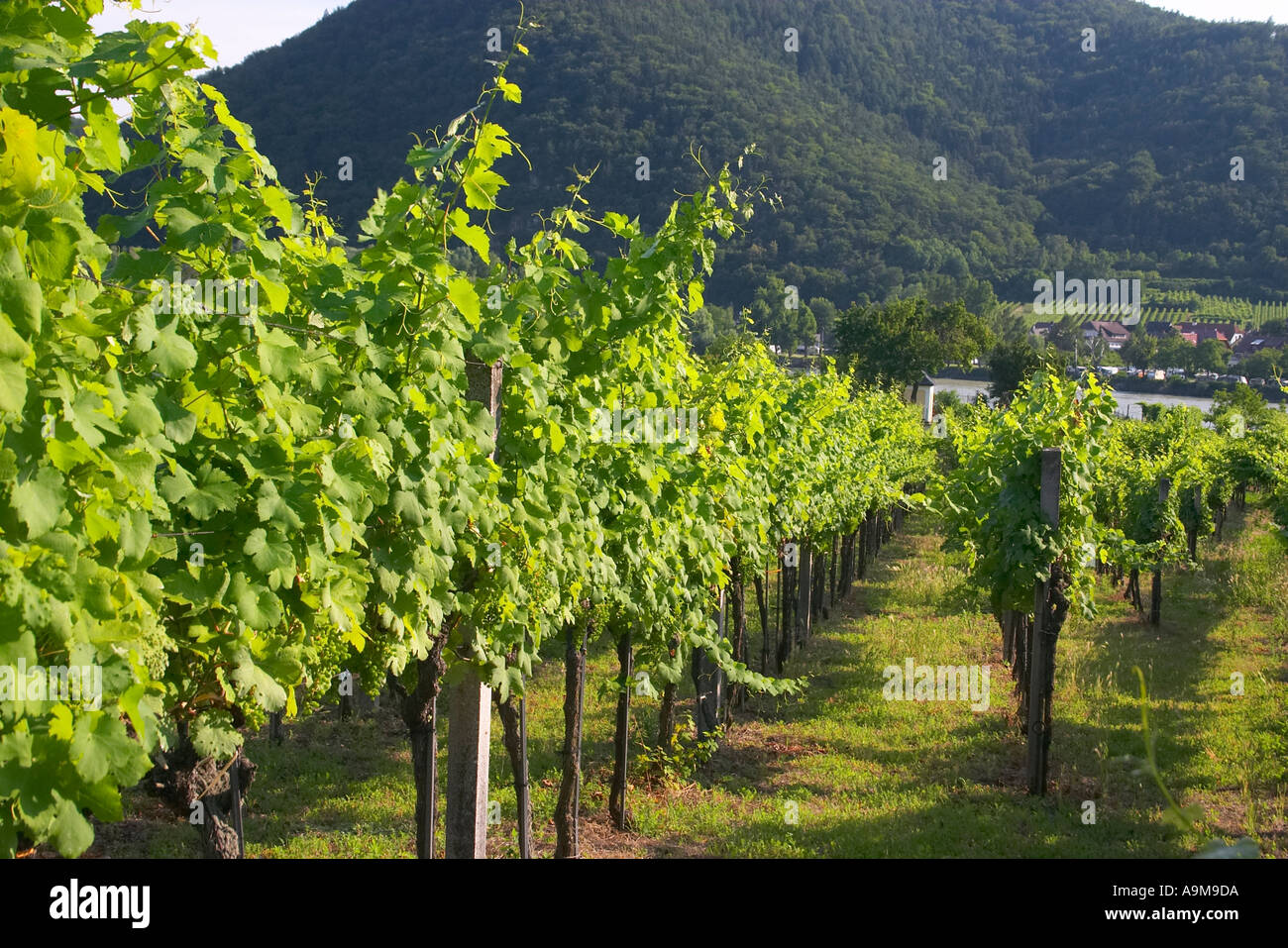 viniculture in wine region Wachau Stock Photo - Alamy