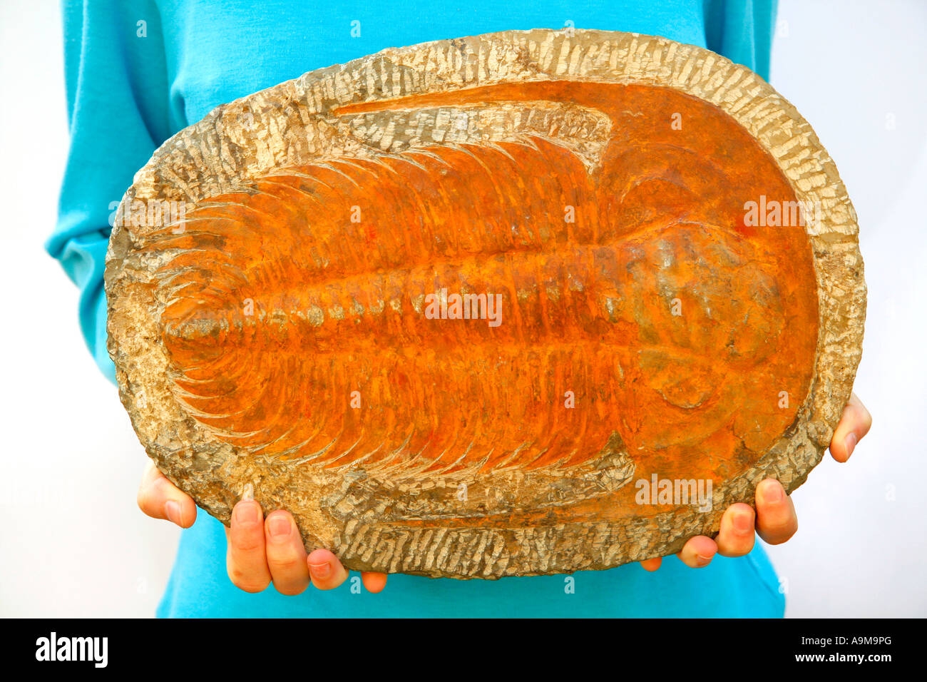 Fossil trilobites (Paradoxides sp.) Morocco Africa moroccan african ...