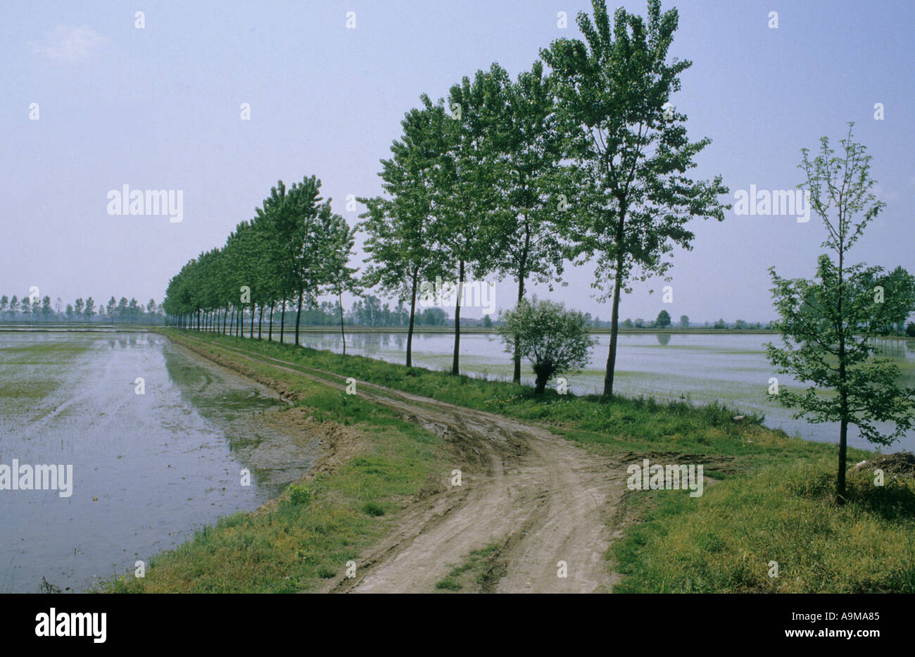 rice field irrigate and a path with a row of elm trees i th plain of th ...